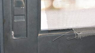 Best RV Pet Screen Door Protectors to Keep Fido In!