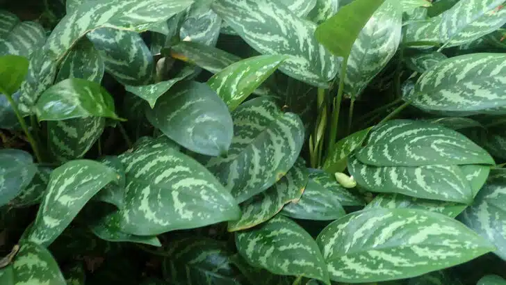 10 RV-Friendly House Plants That Do Well On the Road