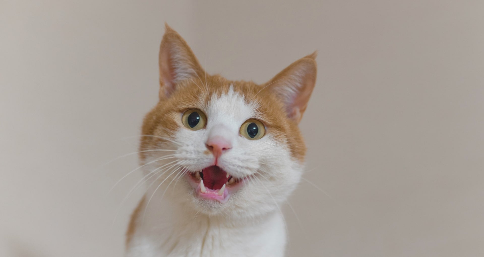 RVing With Cats: Your Guide to the Purrfect Camping Trip